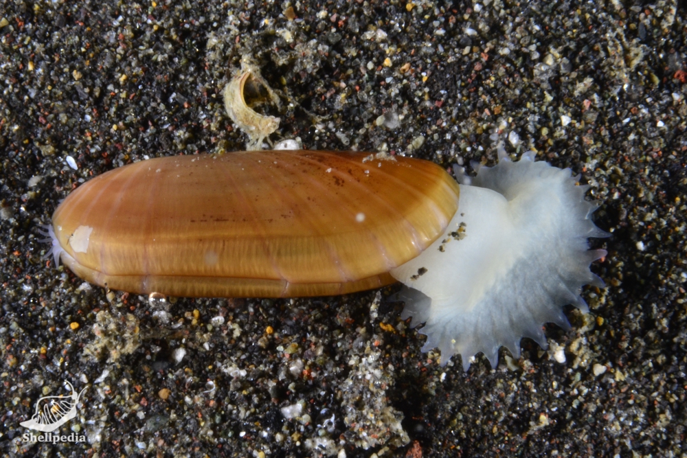 キヌタレガイ, Solemya pusilla Gould, 1861