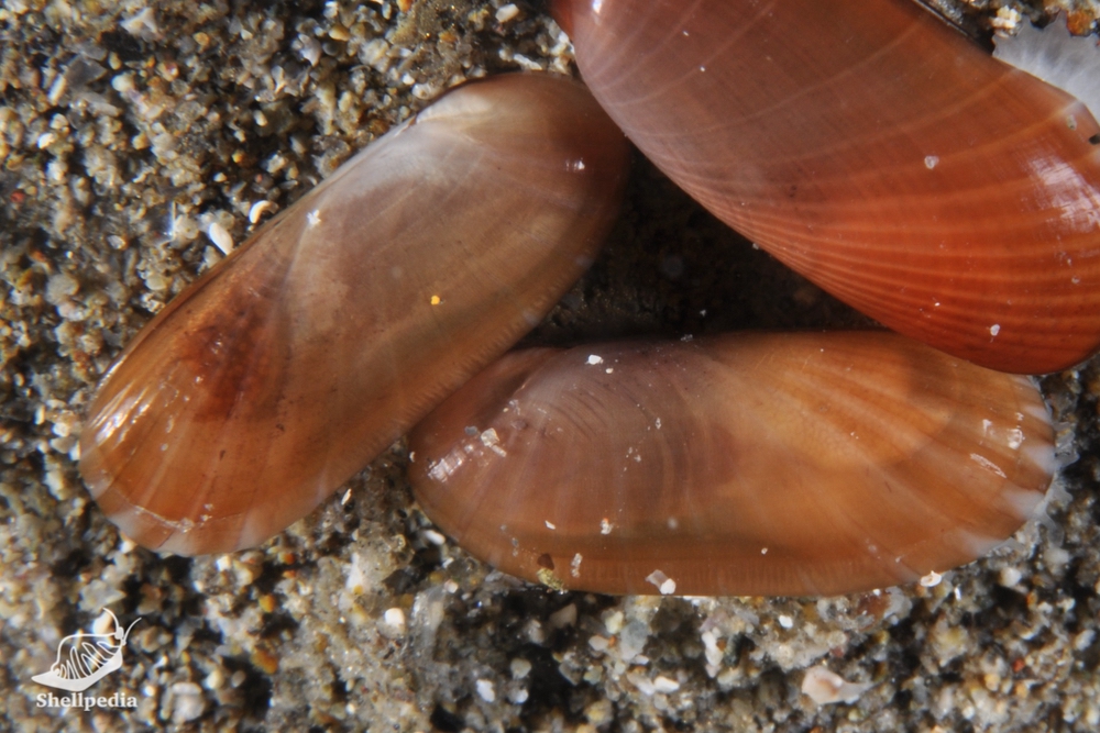 キヌタレガイ, Solemya pusilla Gould, 1861