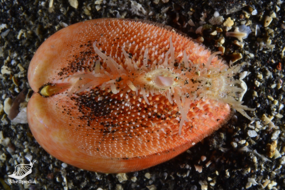 キンギョガイ, Nemocardium bechei (Reeve, 1847)