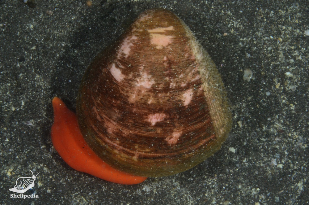 キンギョガイ, Nemocardium bechei (Reeve, 1847)