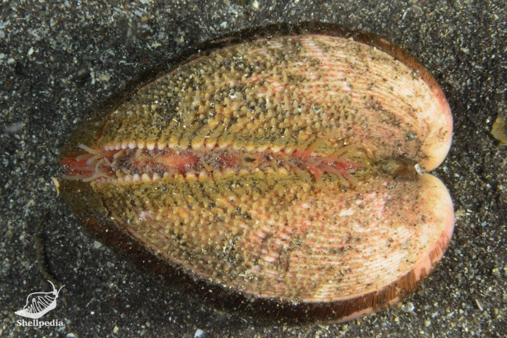 キンギョガイ, Nemocardium bechei (Reeve, 1847)