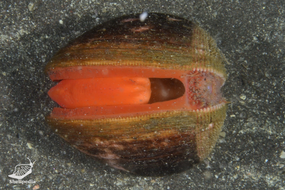 キンギョガイ, Nemocardium bechei (Reeve, 1847)