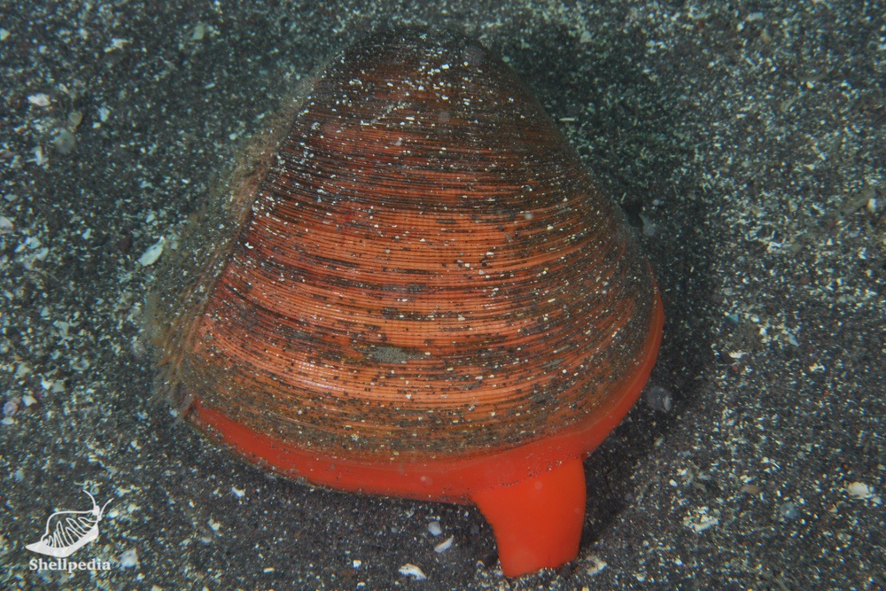 キンギョガイ, Nemocardium bechei (Reeve, 1847)