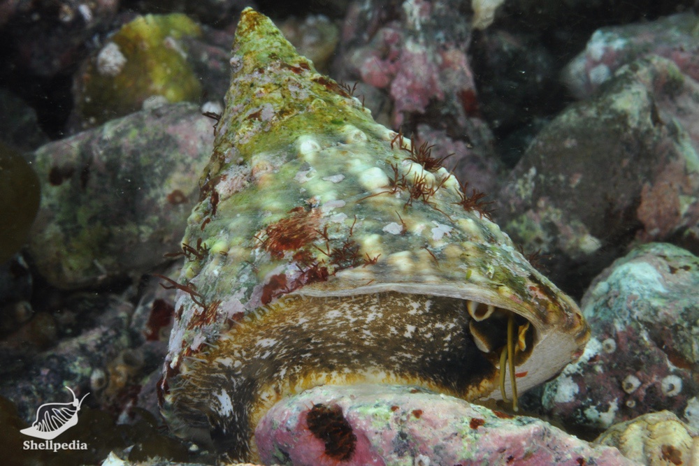 ギンタカハマ, Tectus pyramis (Born, 1778)