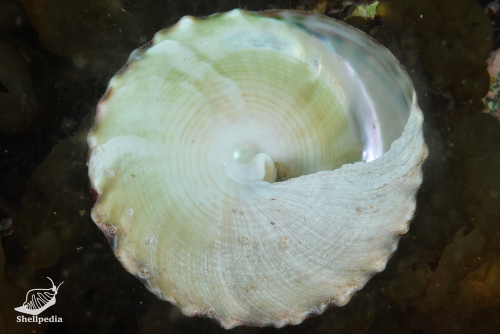 ギンタカハマ, Tectus pyramis (Born, 1778)