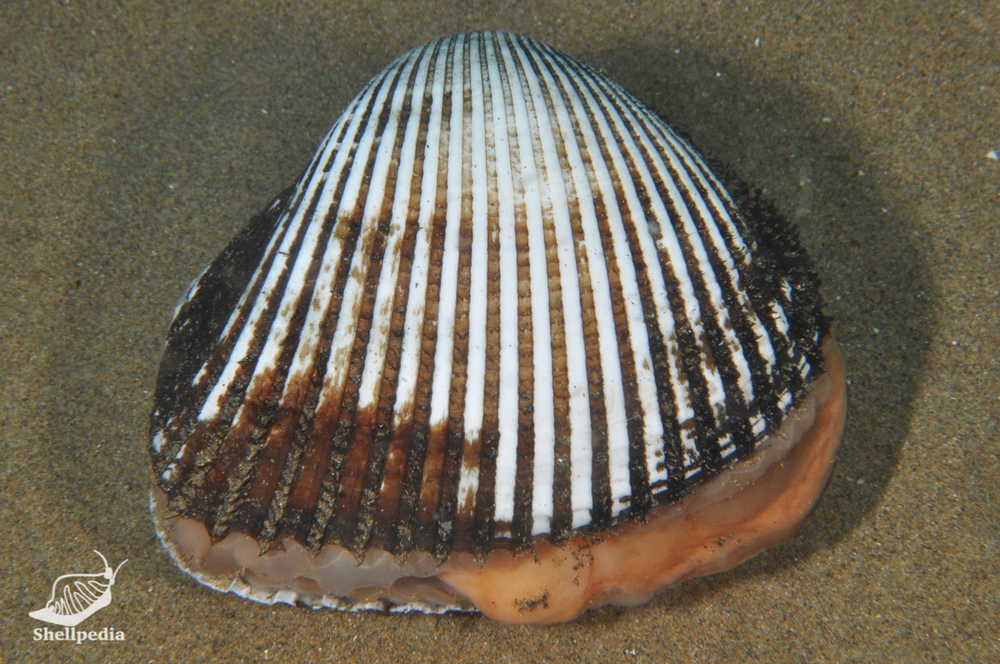 クイチガイサルボウ, Anadara inaequivalvis (Bruguière, 1789)