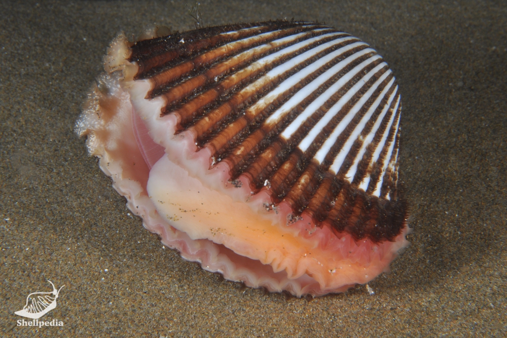 クイチガイサルボウ, Anadara inaequivalvis (Bruguière, 1789)