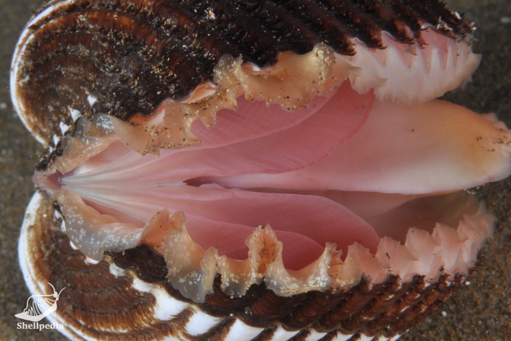 クイチガイサルボウ, Anadara inaequivalvis (Bruguière, 1789)