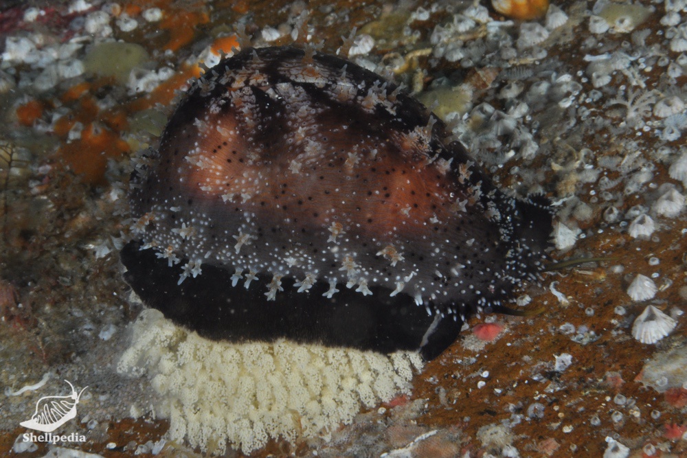 クチグロキヌタ, Erronea onyx (Linnaeus, 1758)