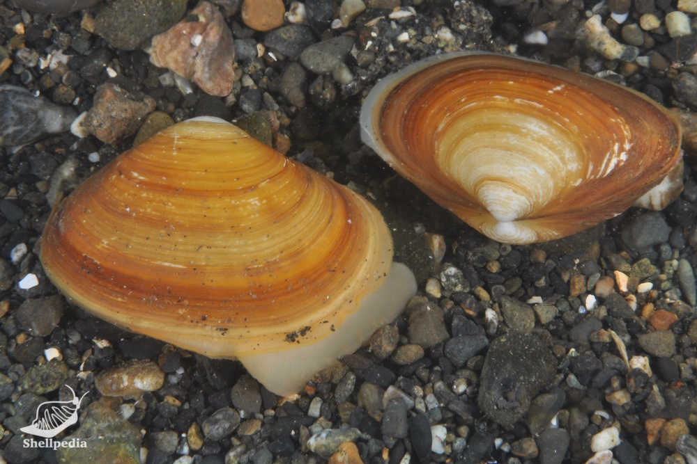 クチバガイ, Coecella chinensis (Deshayes, 1855)