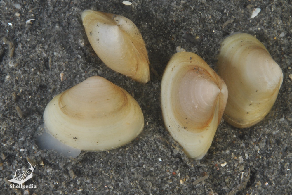 クチバガイ, Coecella chinensis (Deshayes, 1855)