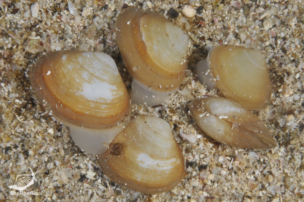 クチバガイ, Coecella chinensis (Deshayes, 1855)