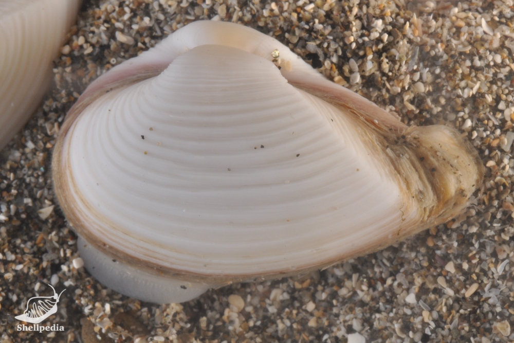 クチベニガイ, Corbula erythrodon Lamarck, 1818