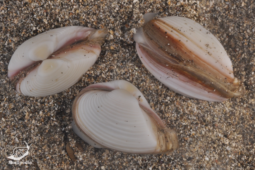 クチベニガイ, Corbula erythrodon Lamarck, 1818