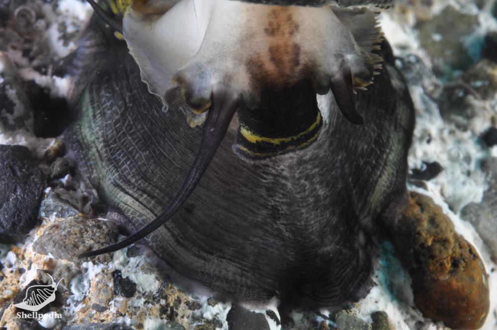 クビレクロヅケ, Monodonta perplexa Pilsbry, 1889