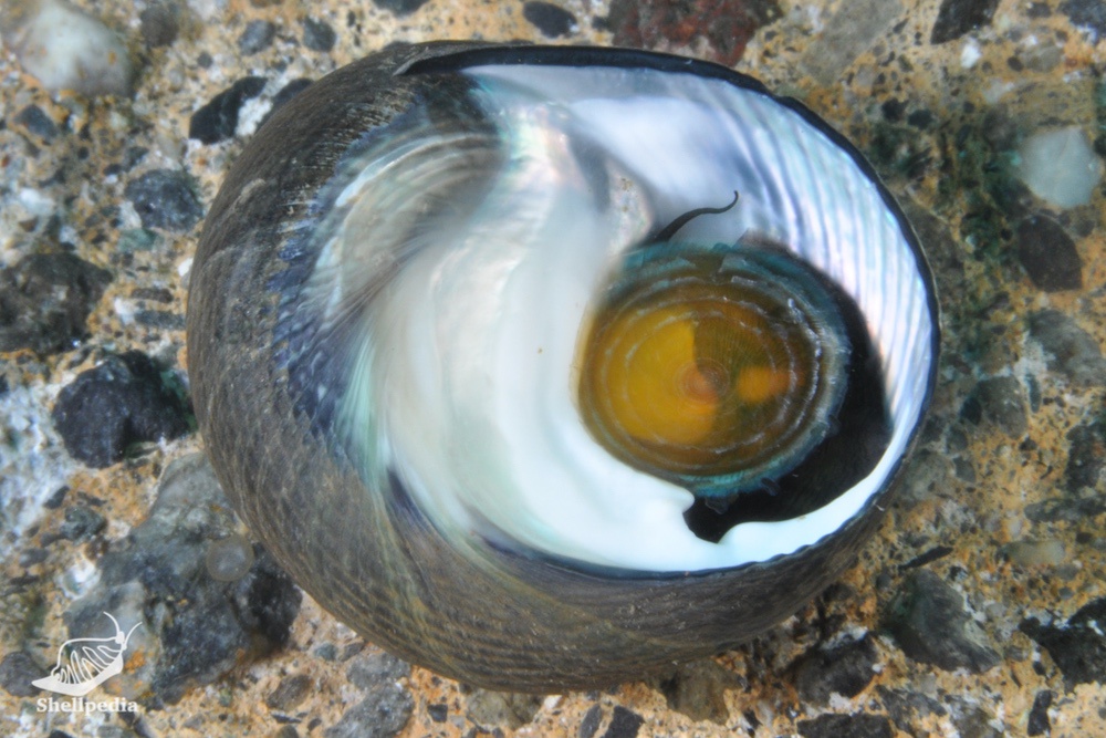 クビレクロヅケ, Monodonta perplexa Pilsbry, 1889