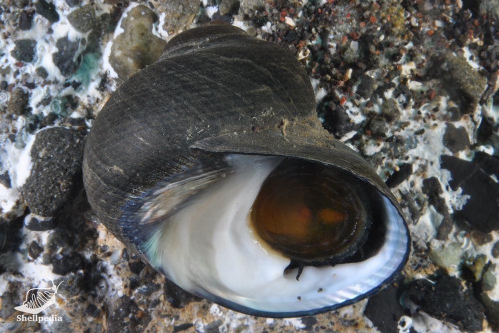 クビレクロヅケ, Monodonta perplexa Pilsbry, 1889