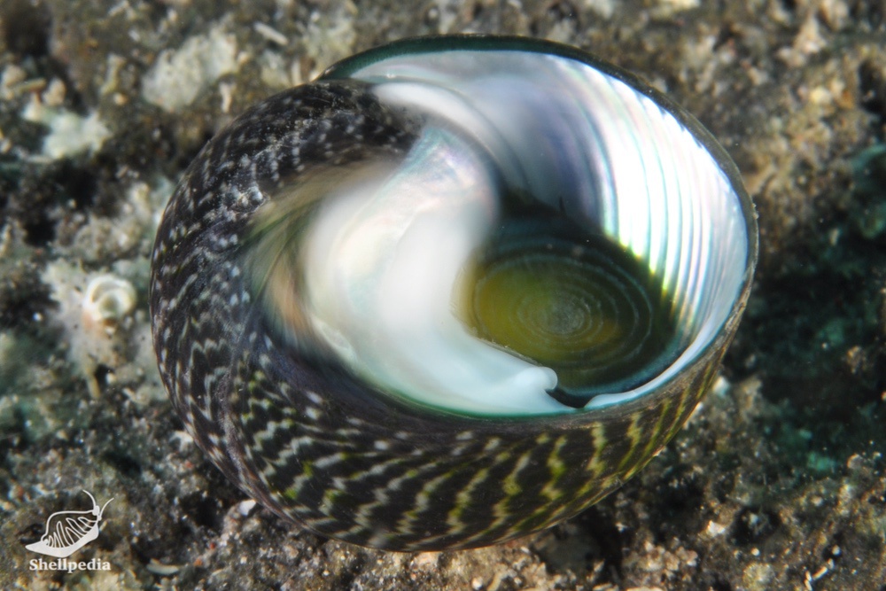 クビレクロヅケ, Monodonta perplexa Pilsbry, 1889