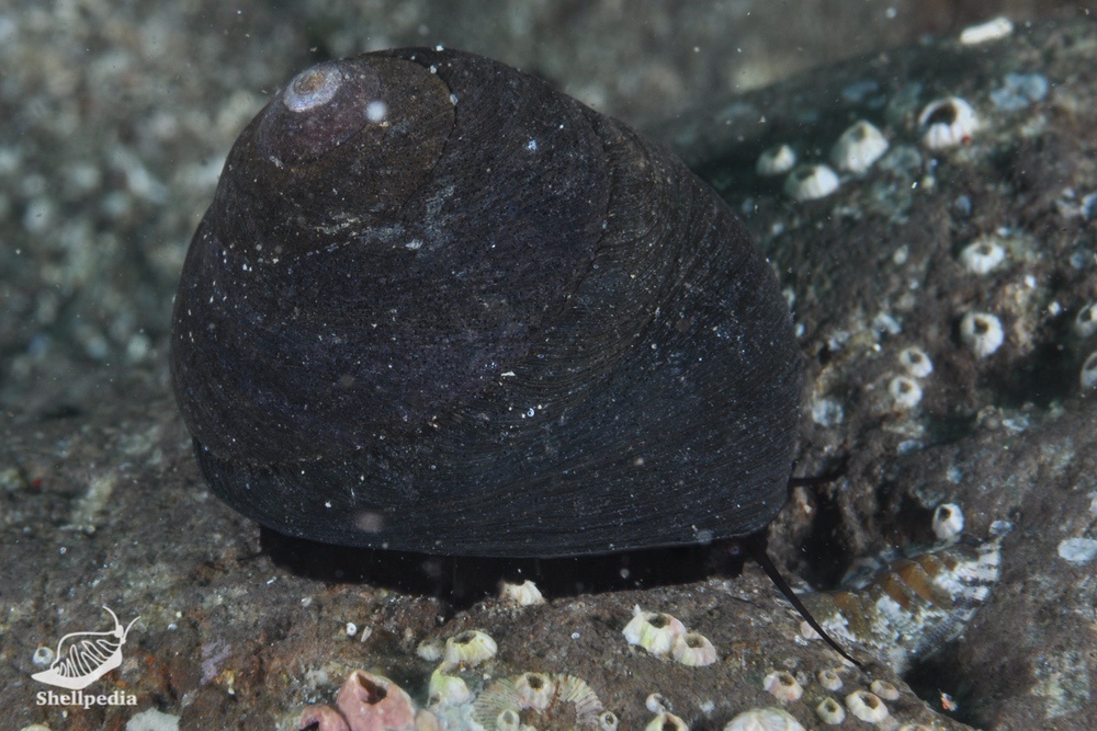 クマノコガイ, Chlorostoma xanthostigma A. Adams, 1853