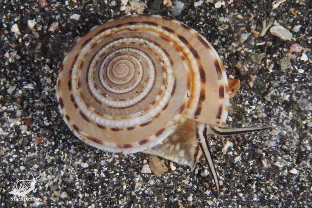 クルマガイ, Architectonica trochlearis (Hinds, 1844)