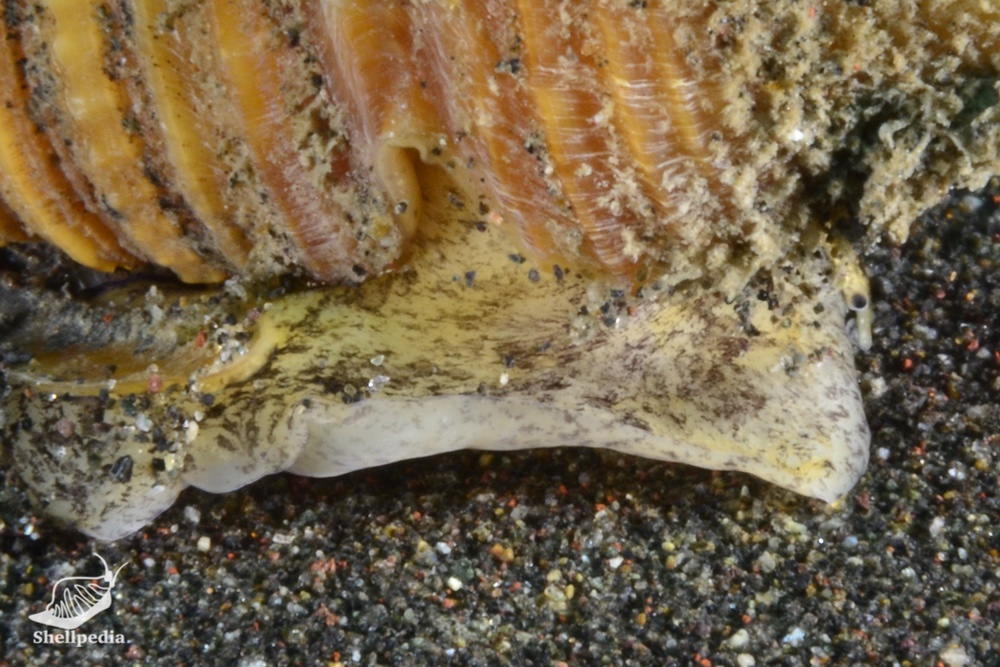 コゲジュズカケクダマキ, Gemmula rosario Shikama & Hayashi in Shikama, 1977