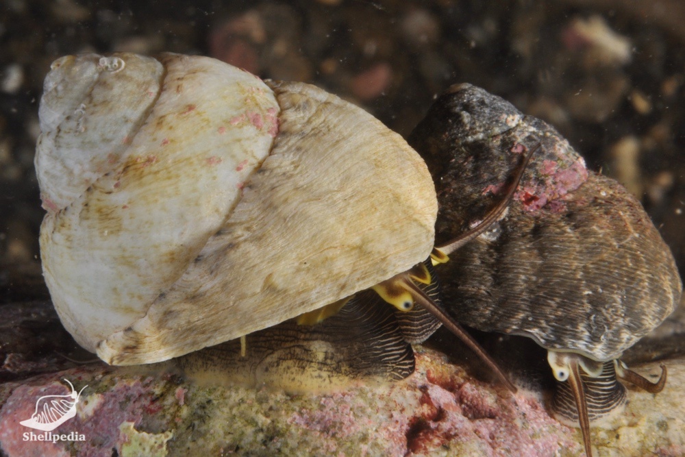 コシダカガンガラ, Omphalius rusticus (Gmelin, 1791)