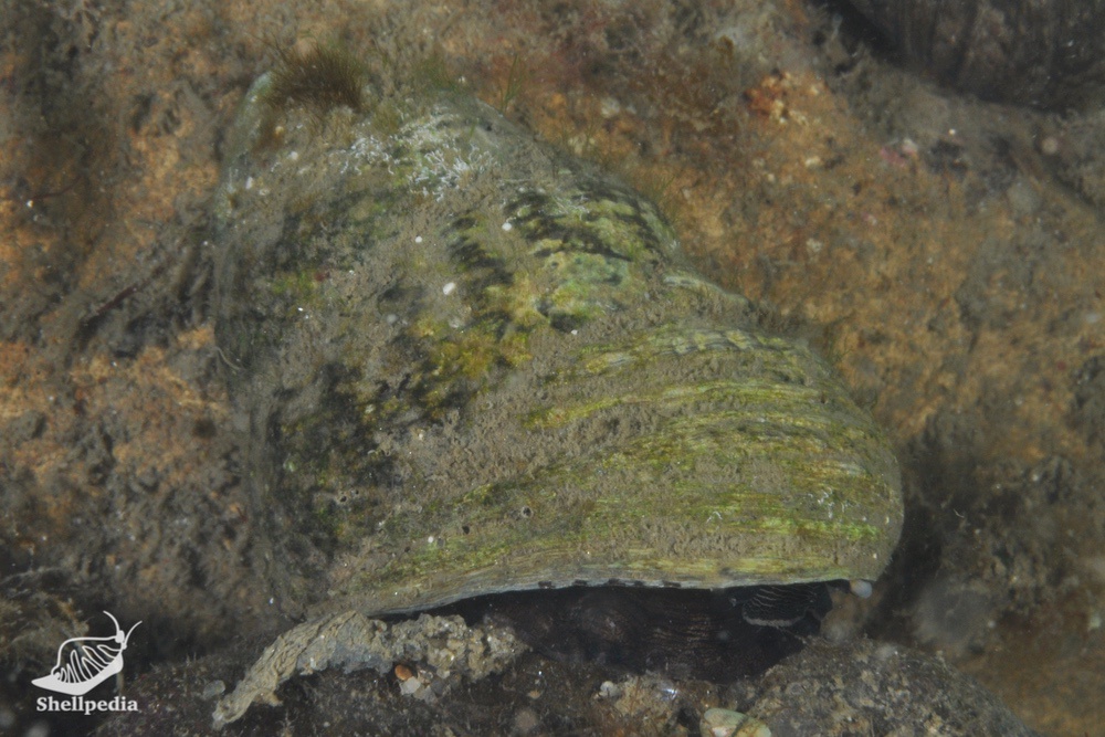コシダカガンガラ, Omphalius rusticus (Gmelin, 1791)
