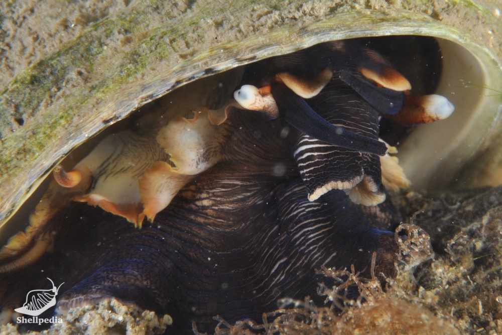 コシダカガンガラ, Omphalius rusticus (Gmelin, 1791)