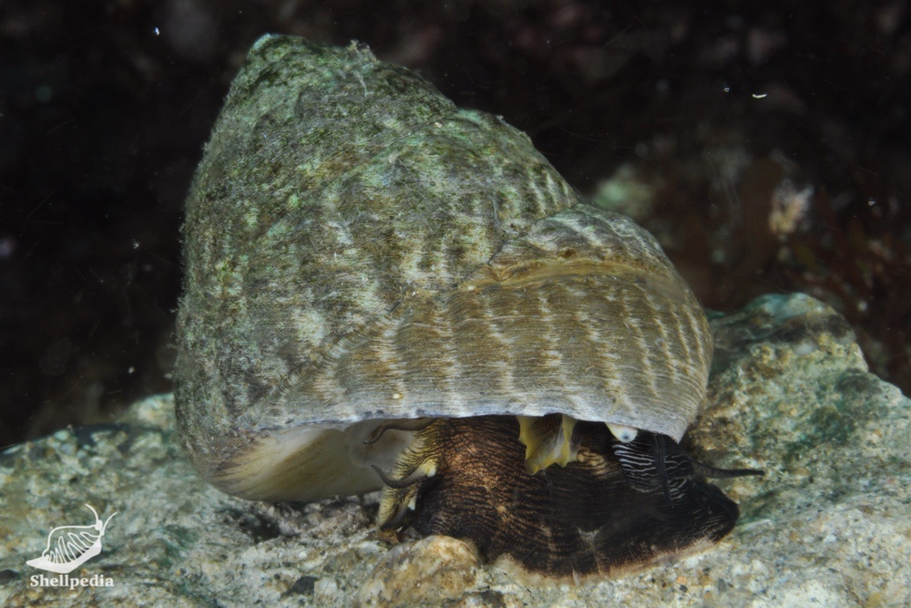 コシダカガンガラ, Omphalius rusticus (Gmelin, 1791)