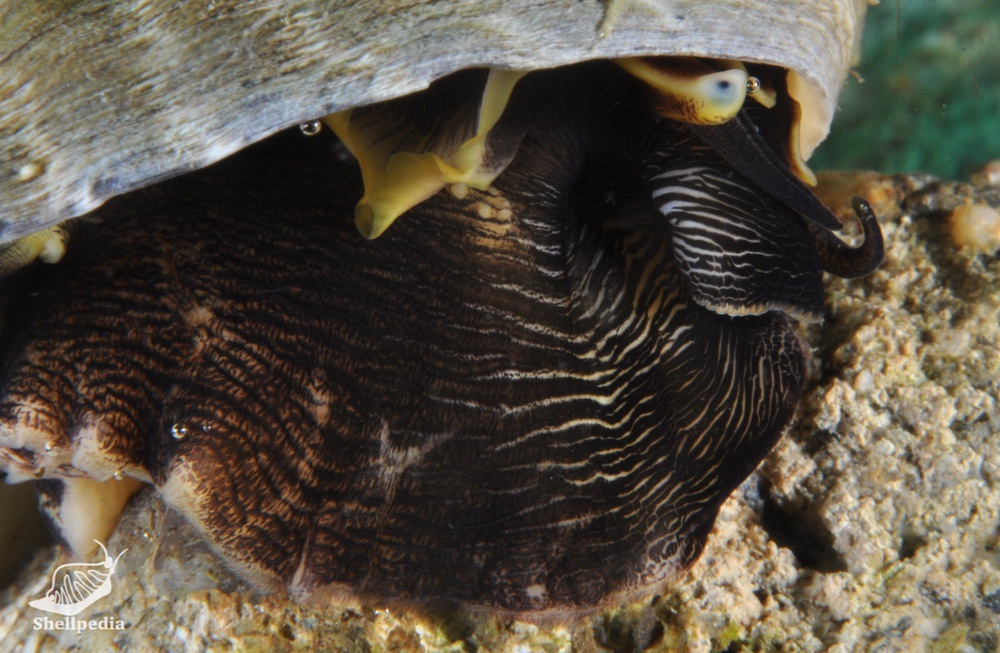 コシダカガンガラ, Omphalius rusticus (Gmelin, 1791)