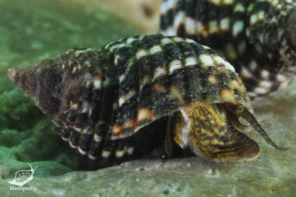 ゴマフニナ, Planaxis sulcatus (Born, 1778)