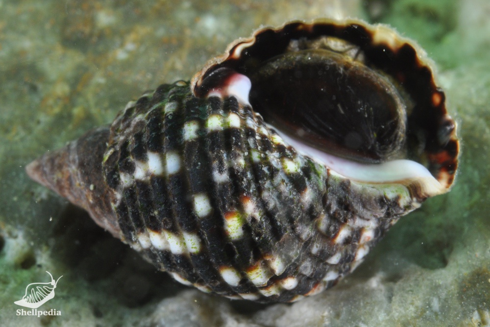 ゴマフニナ, Planaxis sulcatus (Born, 1778)