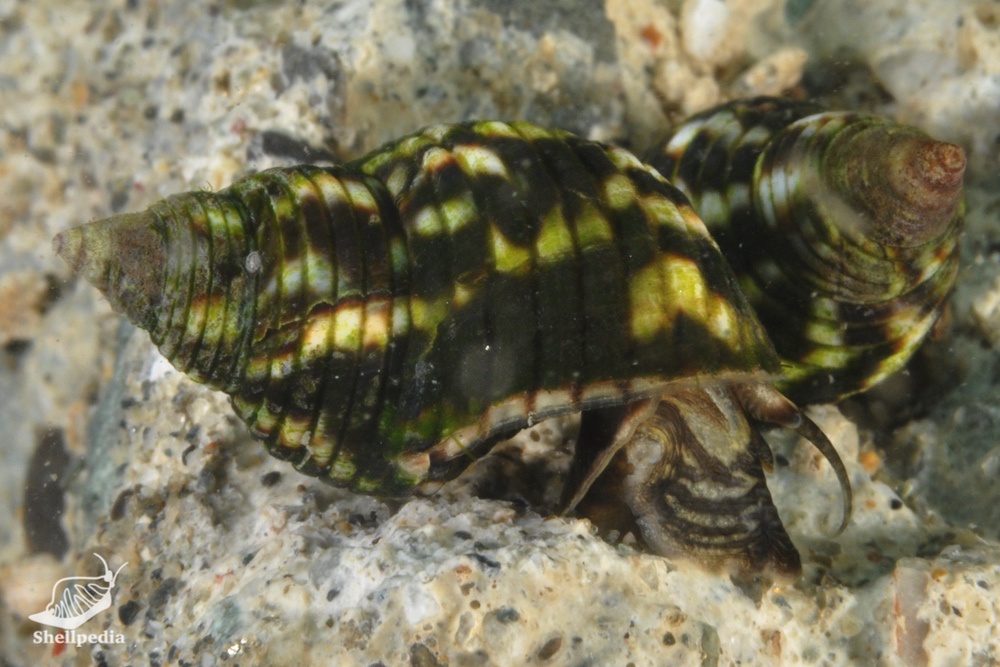 ゴマフニナ, Planaxis sulcatus (Born, 1778)