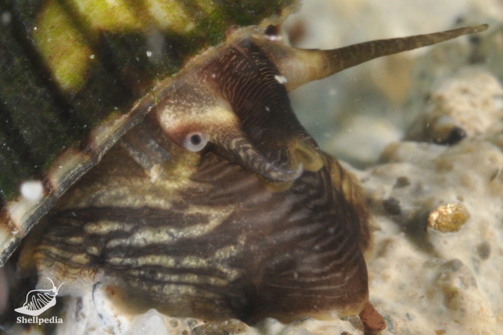ゴマフニナ, Planaxis sulcatus (Born, 1778)