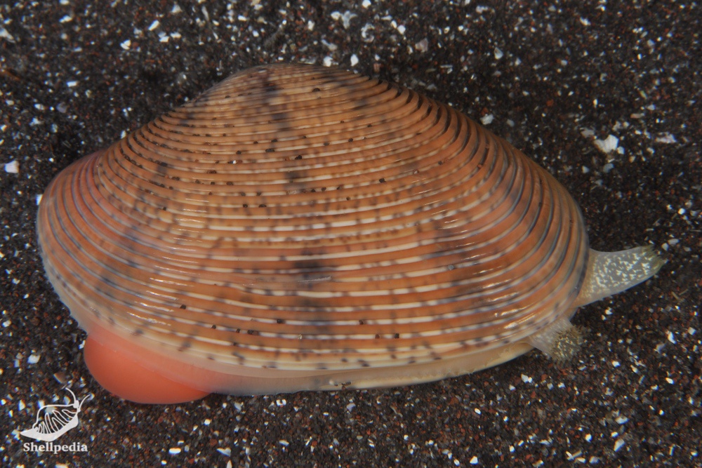 サツマアカガイ, Paphia amabilis (Philippi, 1847)