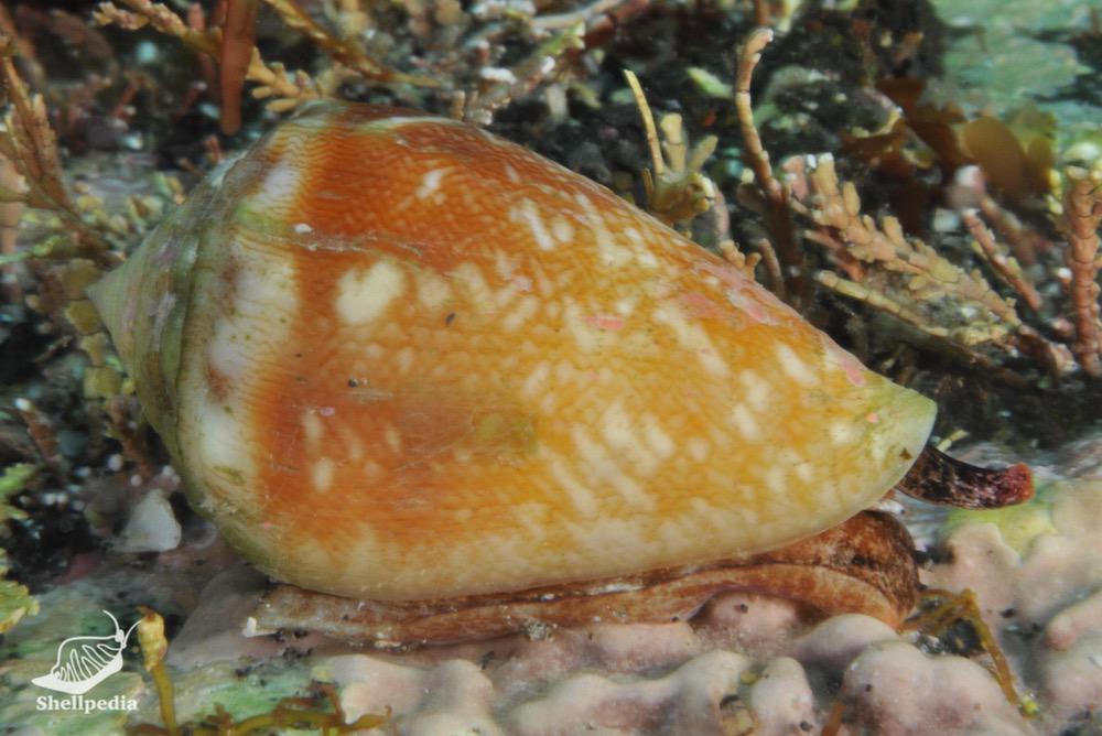 サヤガタイモ, Conus miliaris Hwass in Bruguiere, 1792
