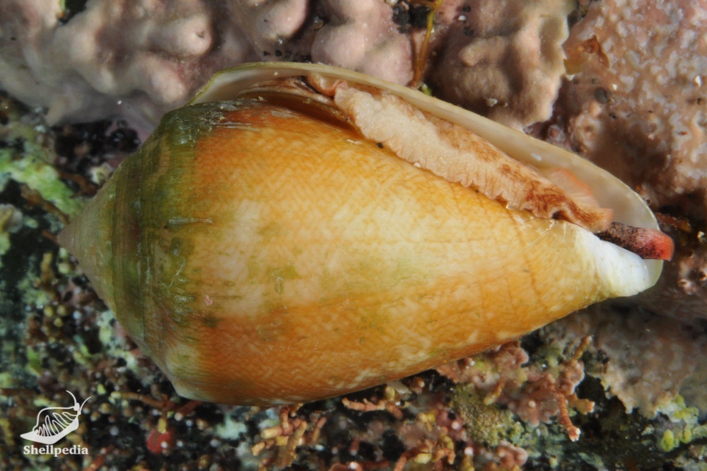 サヤガタイモ, Conus miliaris Hwass in Bruguiere, 1792