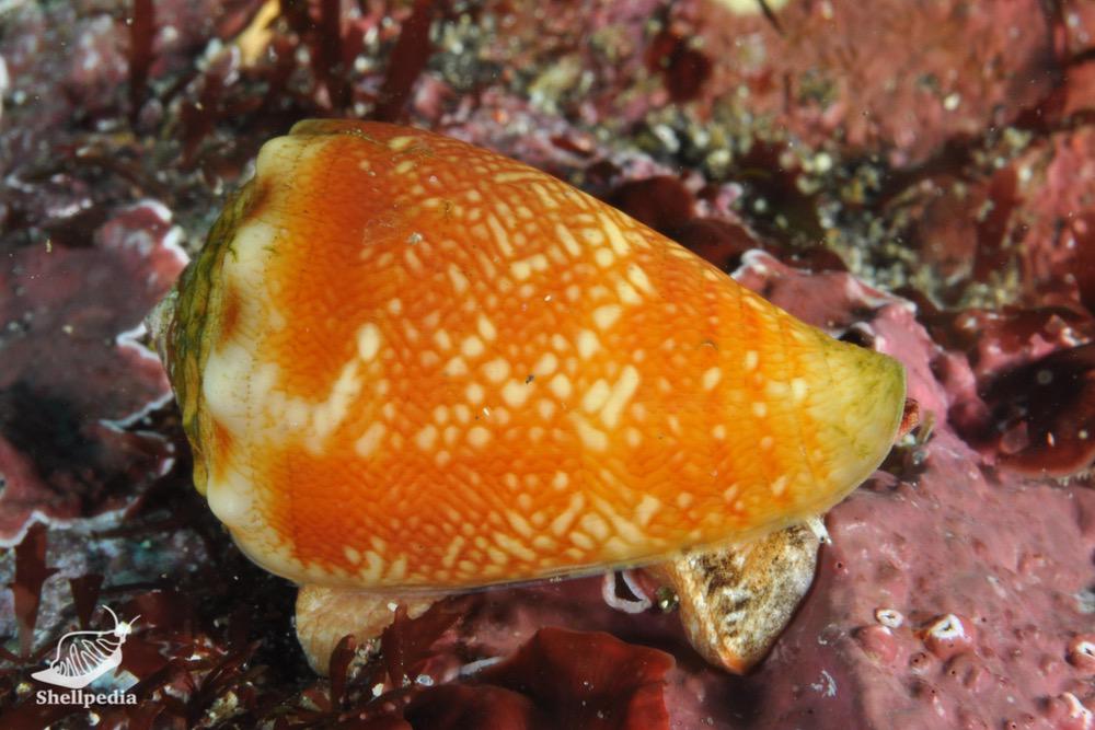 サヤガタイモ, Conus miliaris Hwass in Bruguiere, 1792