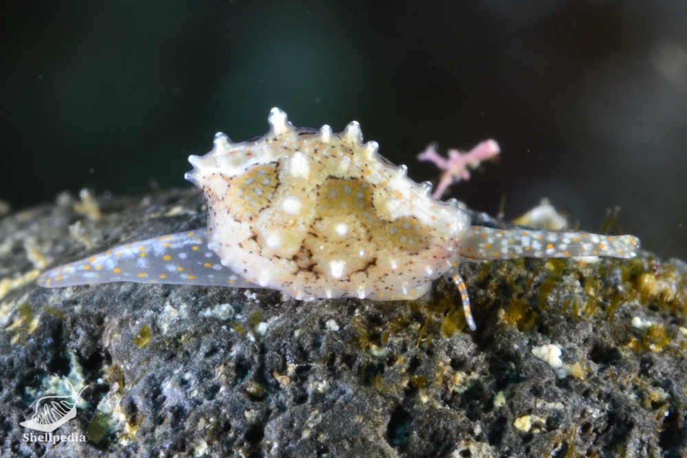 ザクロガイモドキ, Eratoena sulcifera Sowerby Ⅱ, 1832