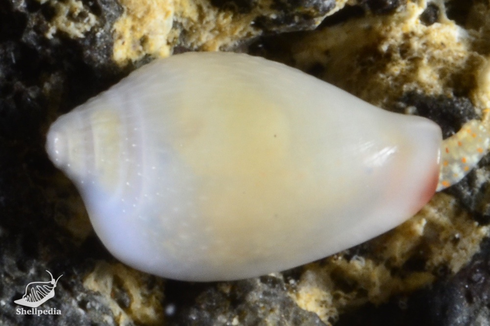 ザクロガイモドキ, Eratoena sulcifera Sowerby Ⅱ, 1832