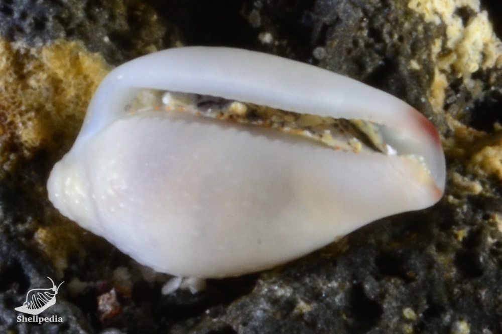 ザクロガイモドキ, Eratoena sulcifera Sowerby Ⅱ, 1832