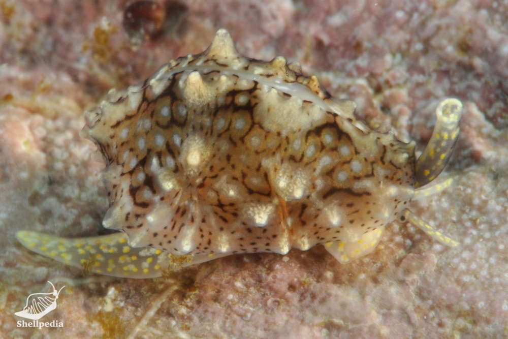 ザクロガイ, Proterato callosa (A. Adams & Reeve, 1850)