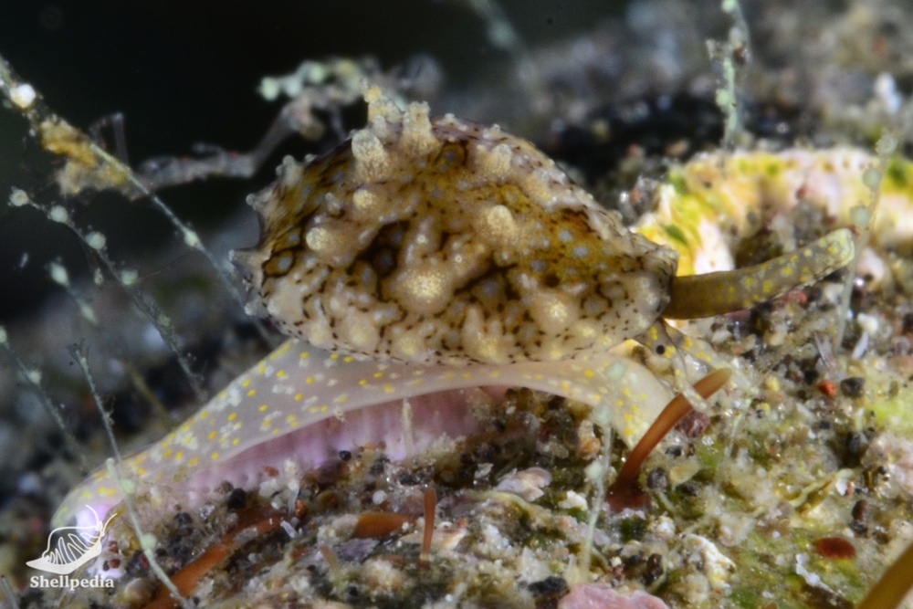 ザクロガイ, Proterato callosa (A. Adams & Reeve, 1850)