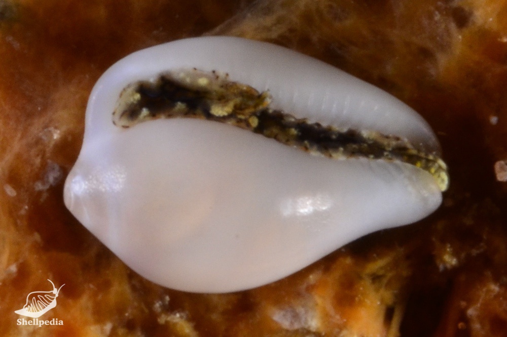 ザクロガイ, Proterato callosa (A. Adams & Reeve, 1850)