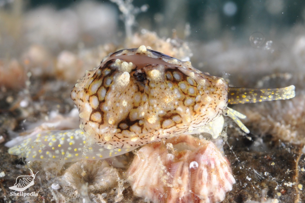 ザクロガイ, Proterato callosa (A. Adams & Reeve, 1850)