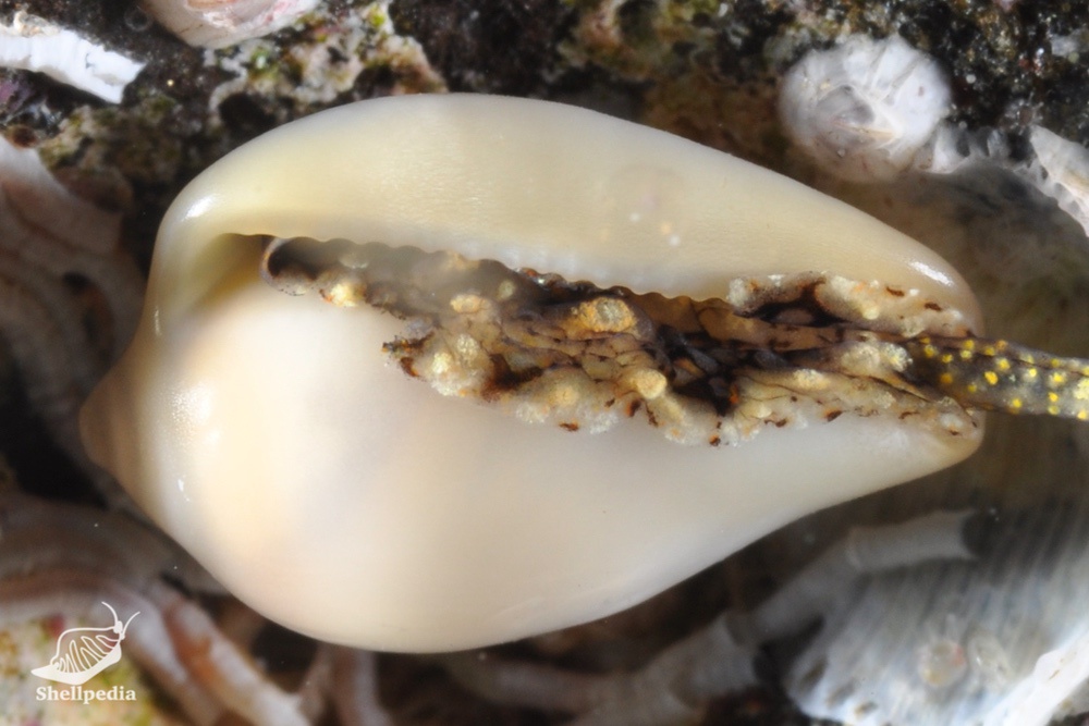 ザクロガイ, Proterato callosa (A. Adams & Reeve, 1850)