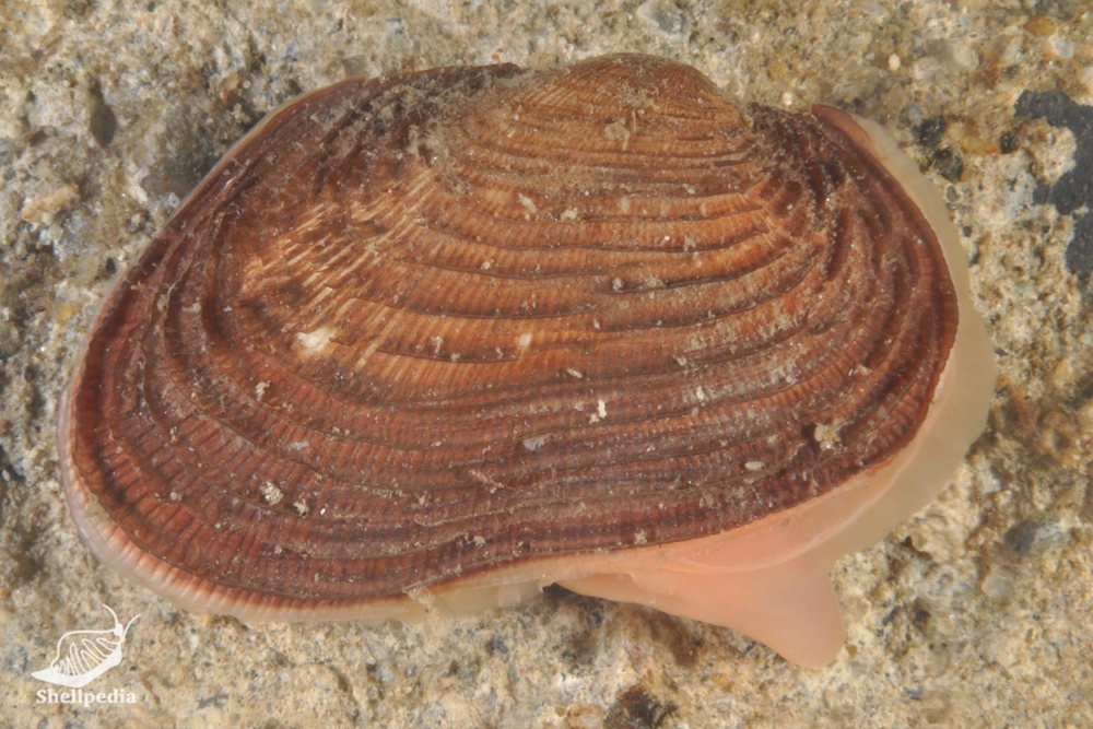 シコロエガイ, Porterius dalli (E. A. Smith, 1885)