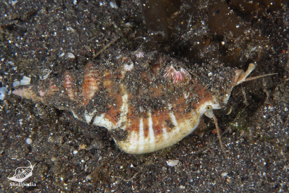 シドロガイ, Doxander japonicus Reeve, 1851