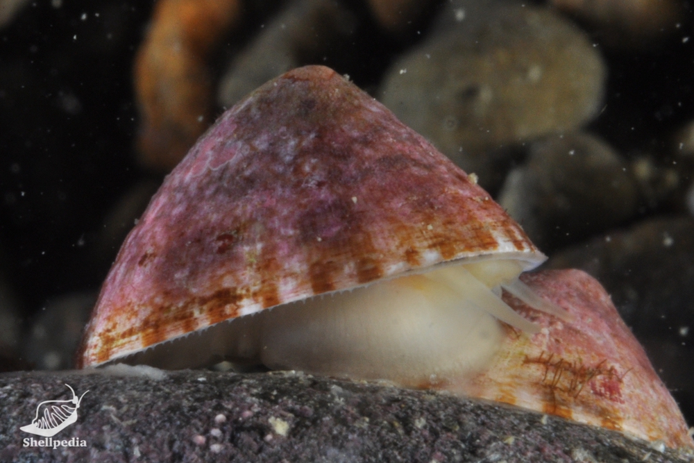 シボリガイモドキ, Patelloida signata (Pilsbry, 1901)