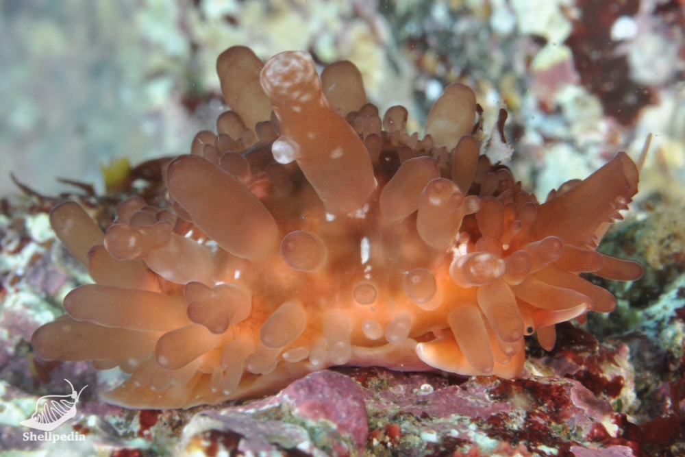シボリダカラ, Staphylaea limacina (Lamarck, 1810)